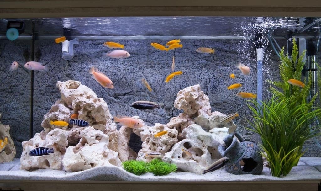 How to Move an Aquarium: Expert Tips and Guide | Fish Tank Movers